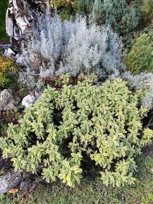 Salvia officinalis icterina-Šarenolisna žalfija