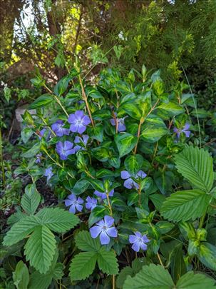 Vinca Major-зимзелен