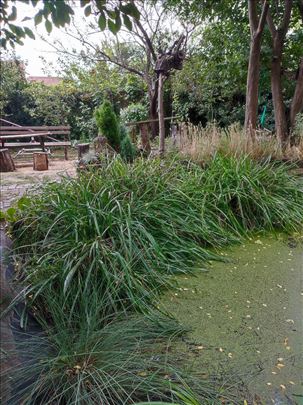 Carex zeleni-Šaš