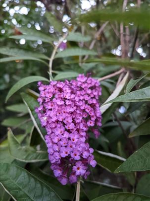 Buddleja - letnji jorgovan