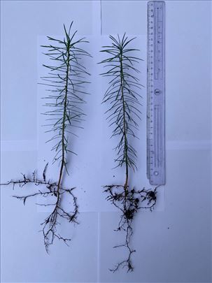 Sadnice duglazije - Pseudotsuga menziesii