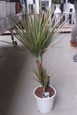 Dracena