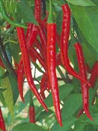 Paprika FEFERONA crvena domace seme