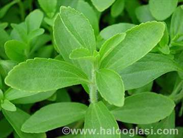 Stevia (Stevija) sadnice