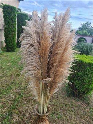 Pampas cvet-braon