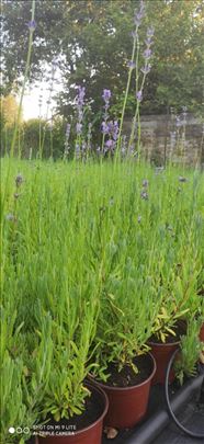 Lavanda angustifolia