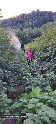 Na prodaju sadnice maline Fertodi, Glen,Vilamet