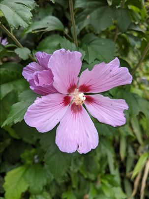 Hibiscus-Baštenski hibiskus