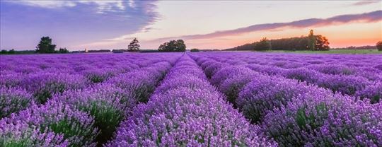 Lavanda