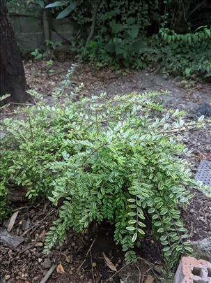 Lonicera Nitida