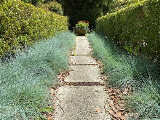 Festuca glauca