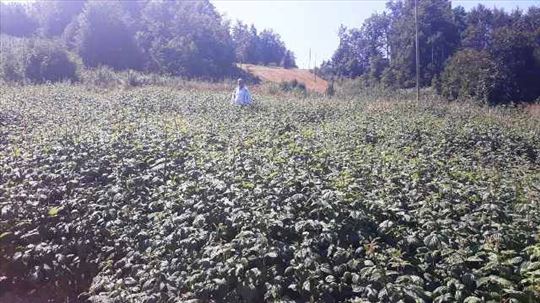 Sadnice maline Vilamet na prodaju - Kriva Reka