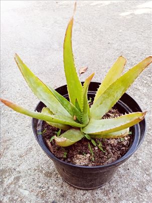 Aloe Vera