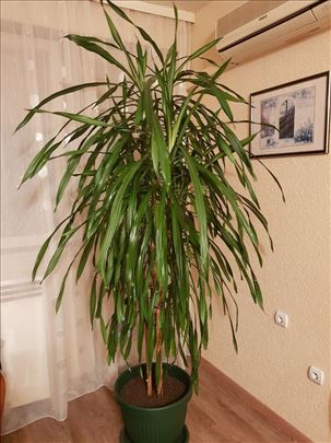 Dracena 10 godina stara