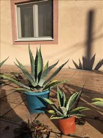 Agave prodajem