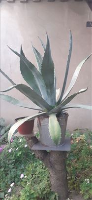 Agave kaktus