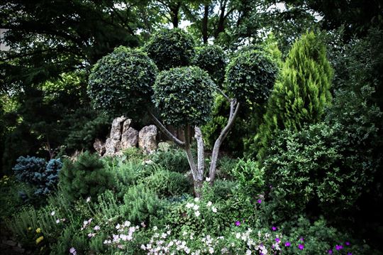 Ulmus pumila-Sibirski brest