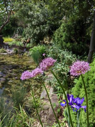 Allium Giganteum-Gigantski luk