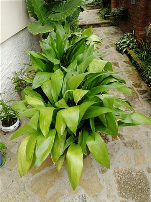 Aspidistra – ukrasni kukuruz