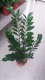 Zamia