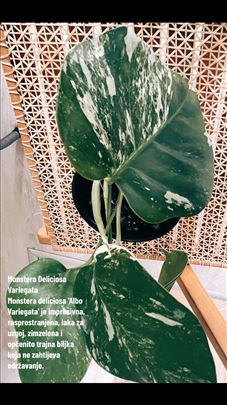 Monstera Alba