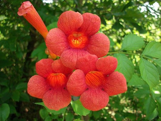 Campsis radicans crvena tekoma