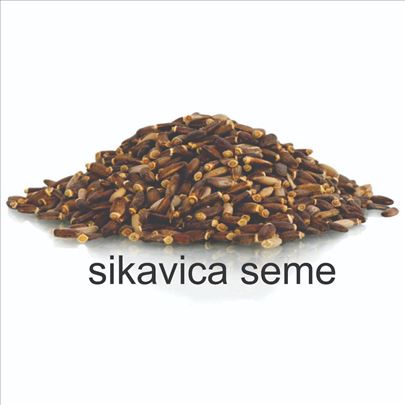 Gujina trava (seme) - Sikavica