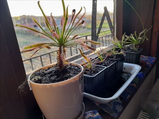 Viljla mesozderka-drosera cepensis