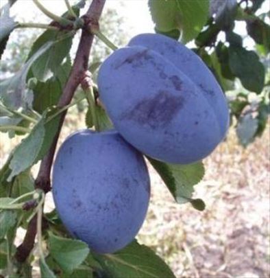 Prodaja voćnih sadnica slanje brzom poštom