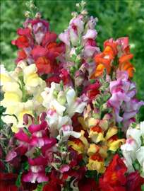 Zevalica Antirrhinum majus