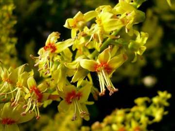 Kelreuterija sadnice (Koelreuteria paniculata)