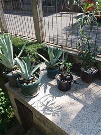 Prodajem agave