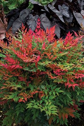 Nandina