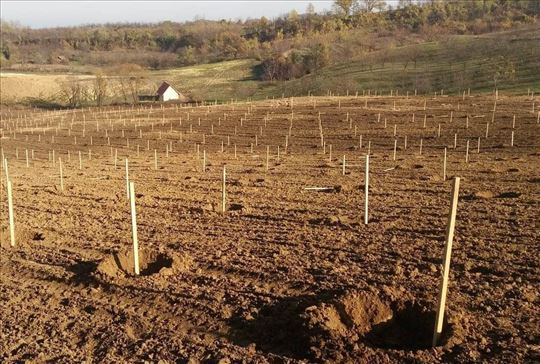 Kvalitetan voćnjak i vinograd