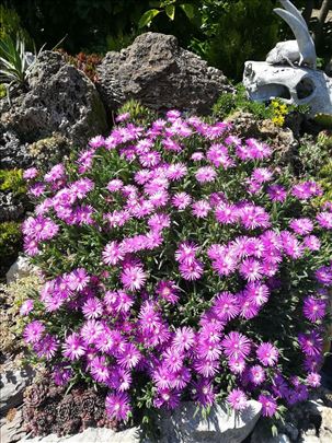 Delosperma cooperi-Ledeni cvet