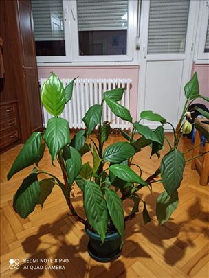 Aglaonema