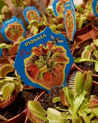 Biljke mesozderke dionaea muscipula