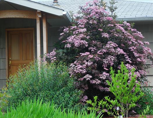 Sambucus Nigra-ukrasna crna zova