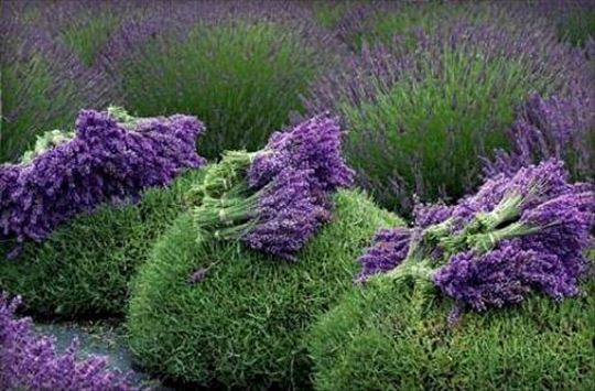 Lavanda