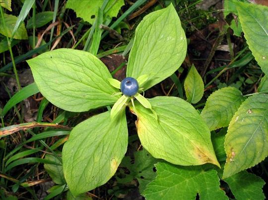 Petrov Krst ( Paris Quadrifolia)