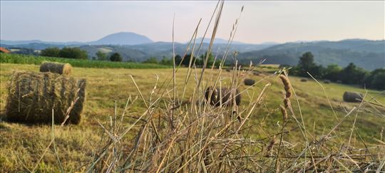 Balirano seno, vrhunskog kvaliteta