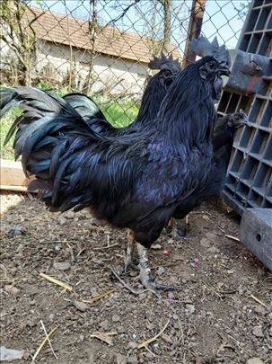 Ayam Cemani jaja i pilići