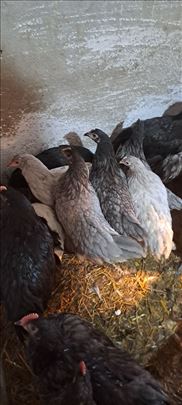 Australorp original 4 boje