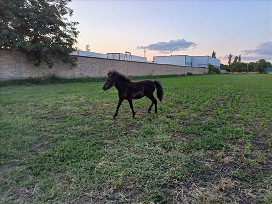 Poni ždrebe