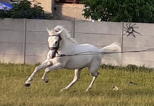 Pastuv lipicaner odličnog porekla