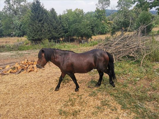 Poni na prodaju