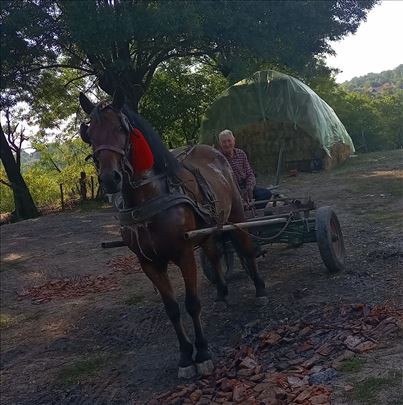 Prodajem kobilu staru 2 godine