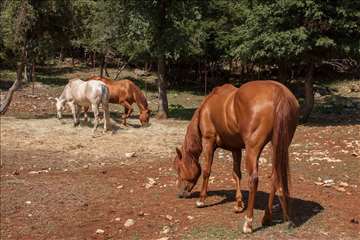 Prodaja konja