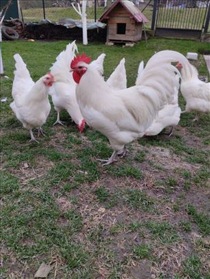 Beli australorp