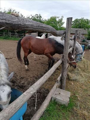 Kobila lipicanske rase na prodaju